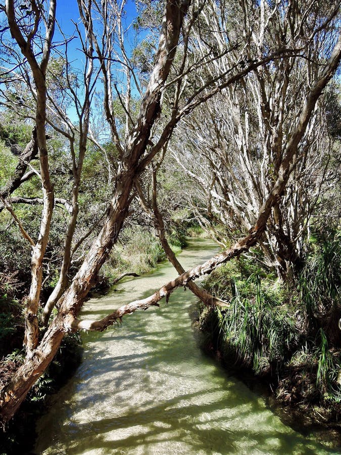 Eli Creek En Fraser Island En Australia Imagen de archivo - Imagen de ...
