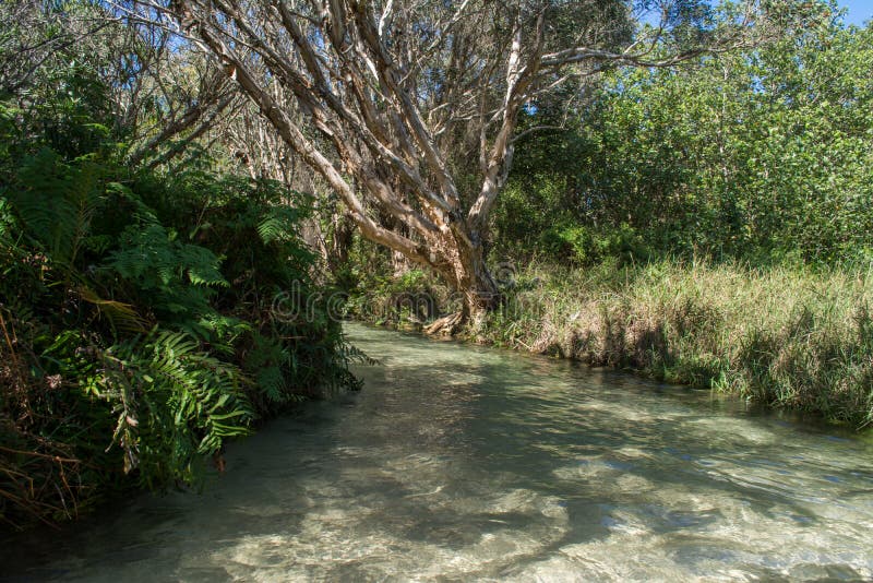 Eli Creek stock image. Image of river, beautiful, queensland - 75983497