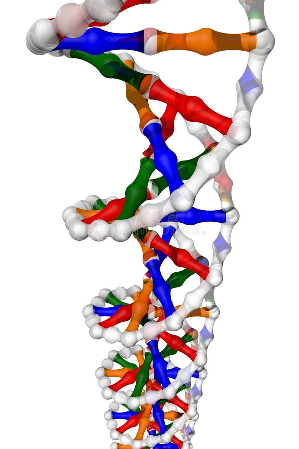 Molecola Dell'elica Del DNA Isolata Su Bianco Illustrazione di Stock ...