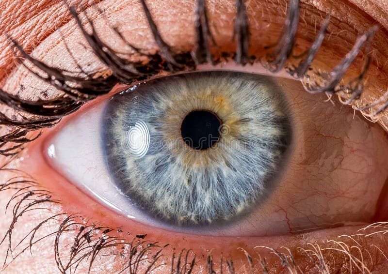 Close Up Eye. Close Up Iris. Very Close Macro Shot of an Eyeball Stock ...