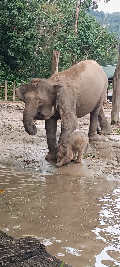 Eliphant with her son stock photo. Image of plant, mammal - 284550758