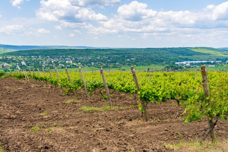 Elite Wine Grape Fields. Background or Backdrop with Selective Focus ...