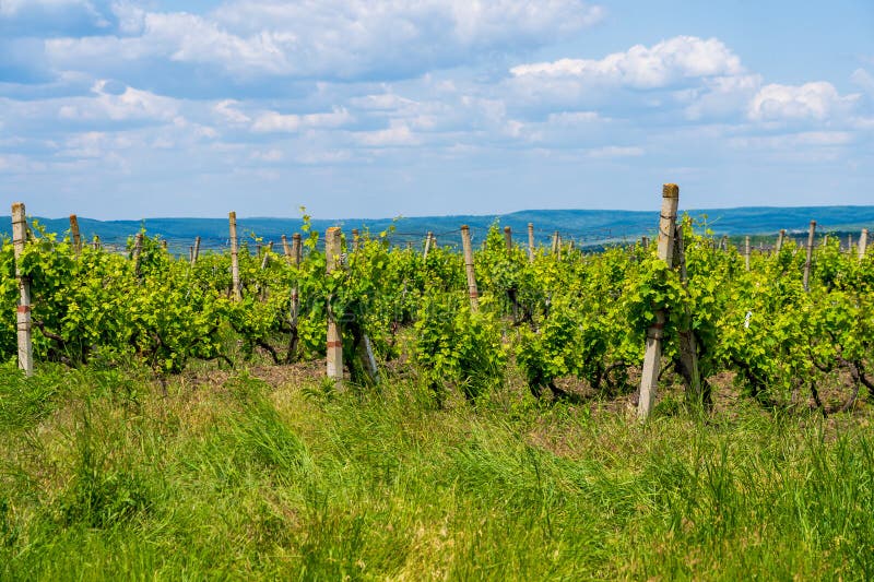 Elite Wine Grape Fields. Background or Backdrop with Selective Focus ...