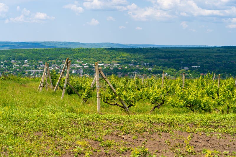 Elite Wine Grape Fields. Background or Backdrop with Selective Focus ...