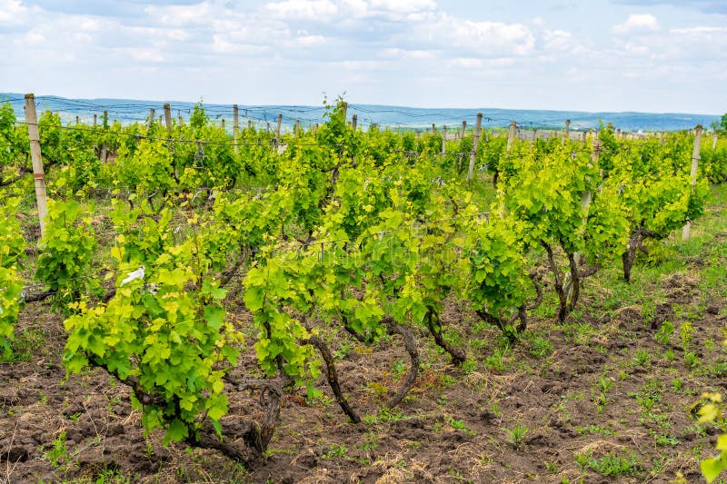 Elite Wine Grape Fields. Background or Backdrop with Selective Focus ...