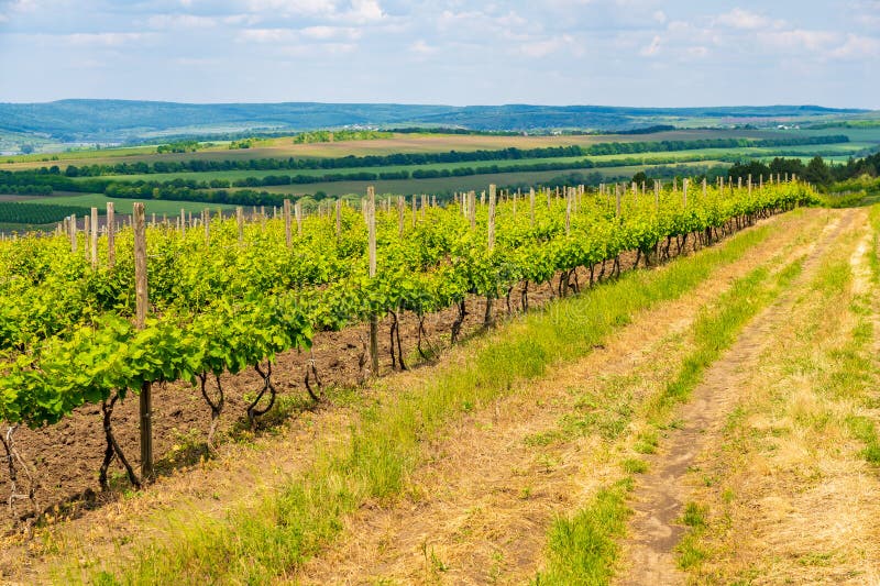 Elite Wine Grape Fields. Background or Backdrop with Selective Focus ...
