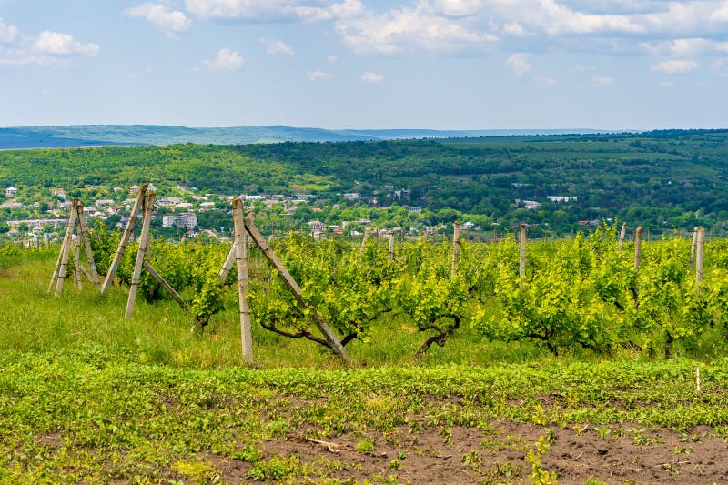Elite Wine Grape Fields. Background or Backdrop with Selective Focus ...