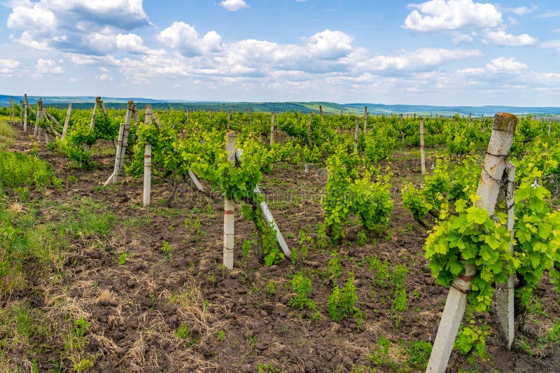 Elite Wine Grape Fields. Background or Backdrop with Selective Focus ...