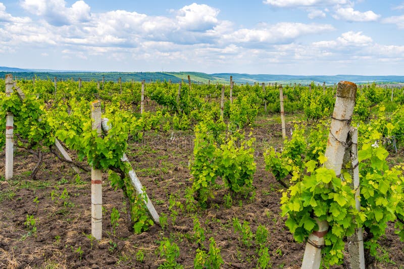 Elite Wine Grape Fields. Background or Backdrop with Selective Focus ...