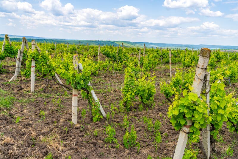Elite Wine Grape Fields. Background or Backdrop with Selective Focus ...