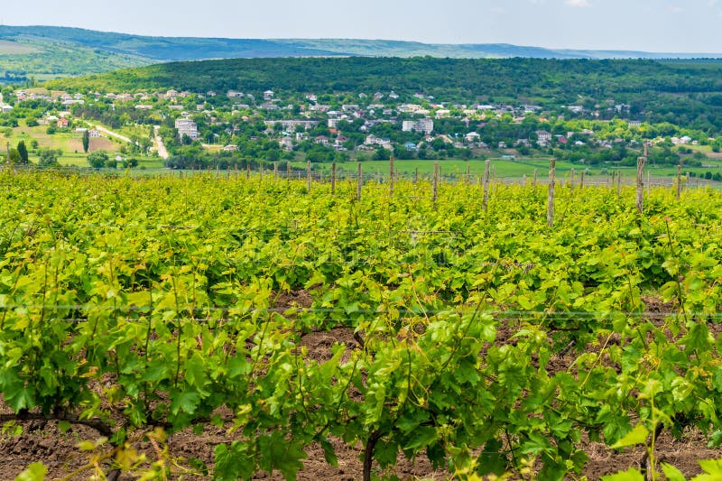 Elite Wine Grape Fields. Background or Backdrop with Selective Focus ...