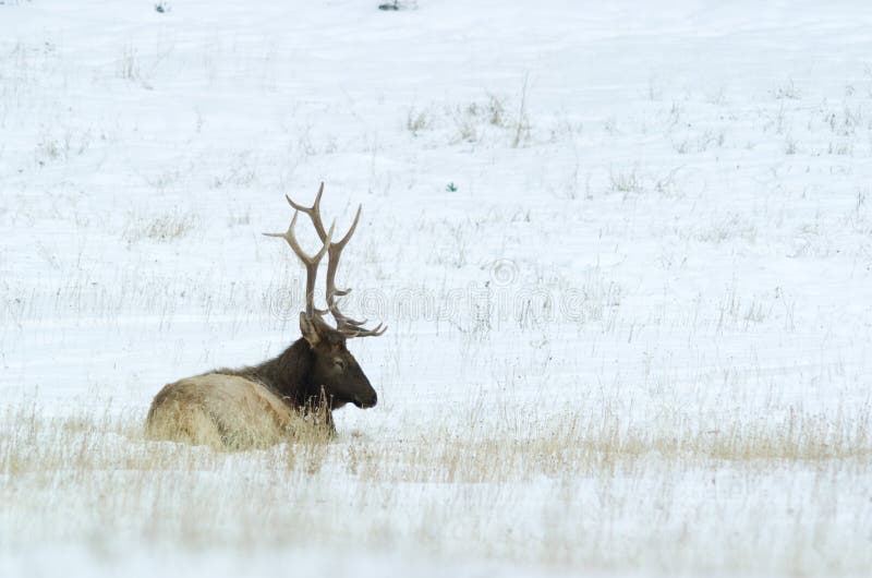 Elk sleeping in snow stock image. Image of eyes, wildlife - 13747927