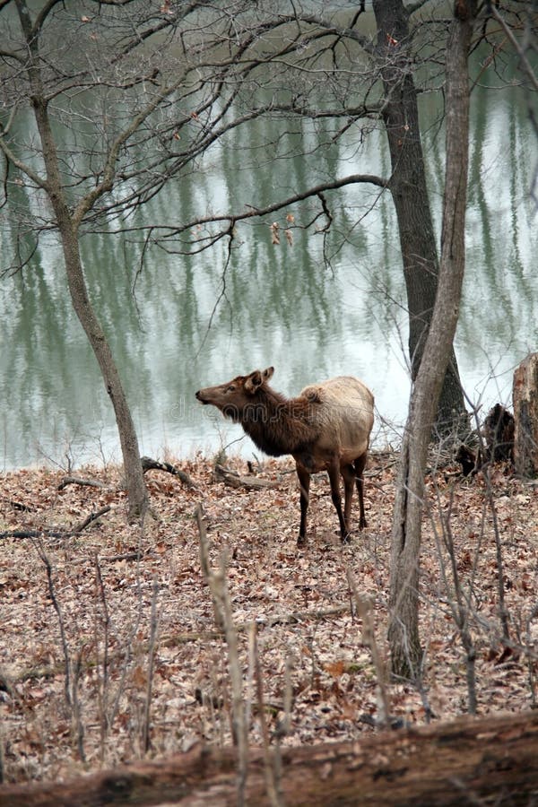 Elk stock image. Image of feeding, trees, wildlife, river - 13396955