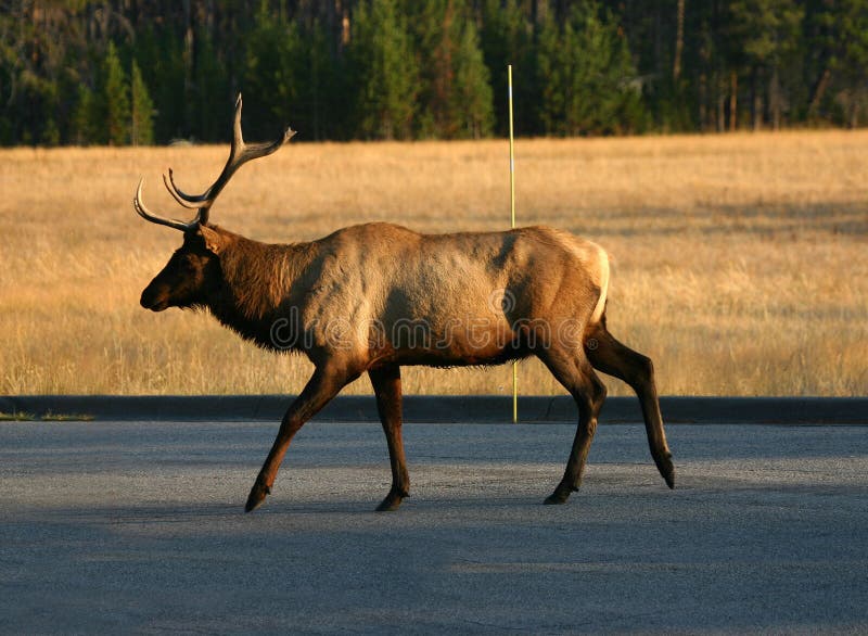 267 Elk Couple Stock Photos - Free & Royalty-Free Stock Photos from ...