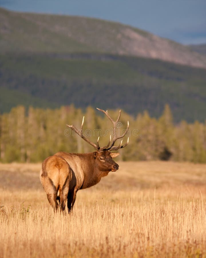Elk Calling stock photo. Image of protect, grass, sharp - 11365760