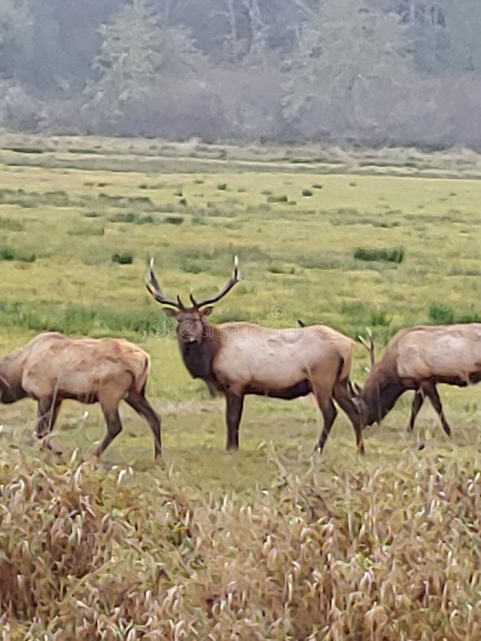 Elk stock photo. Image of trees, water, peaceful - 165250930