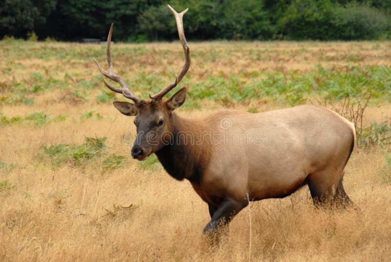Elk (2) stock photo. Image of wildlife, horn, west, north - 1427850