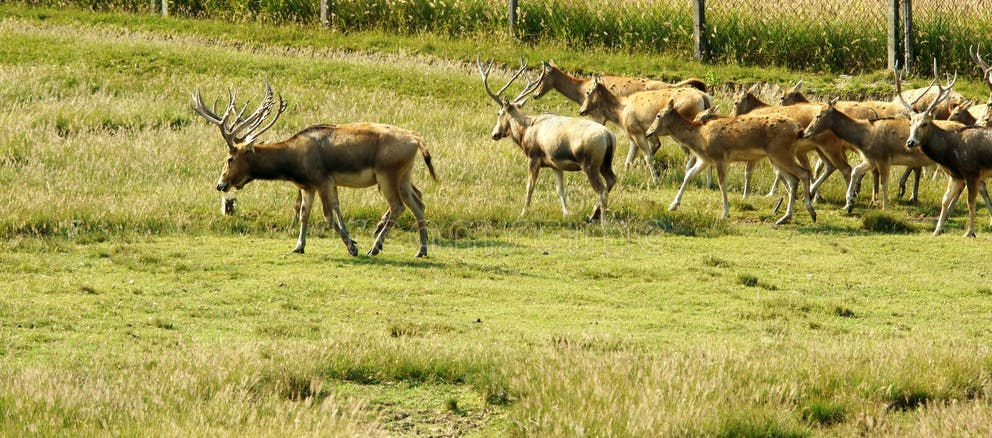 Elk stock photo. Image of reserves, asia, breeding, jiangsu - 21464908
