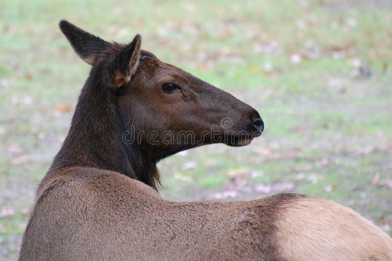 Elk stock photo. Image of wapiti, grazer, artiodactyl - 21673650