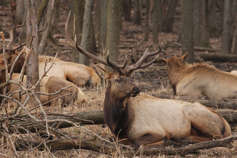 Elk stock image. Image of male, laying, forest - 23757931