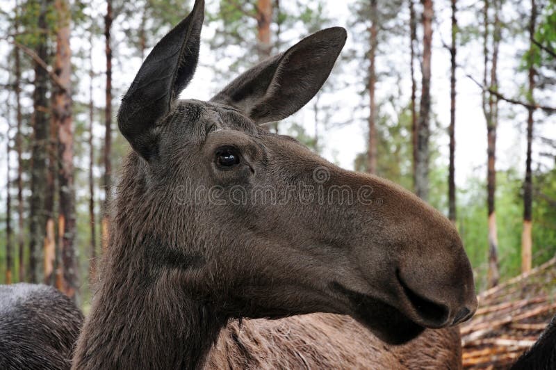 Elk stock image. Image of portrait, trees, scandinavia - 25809355