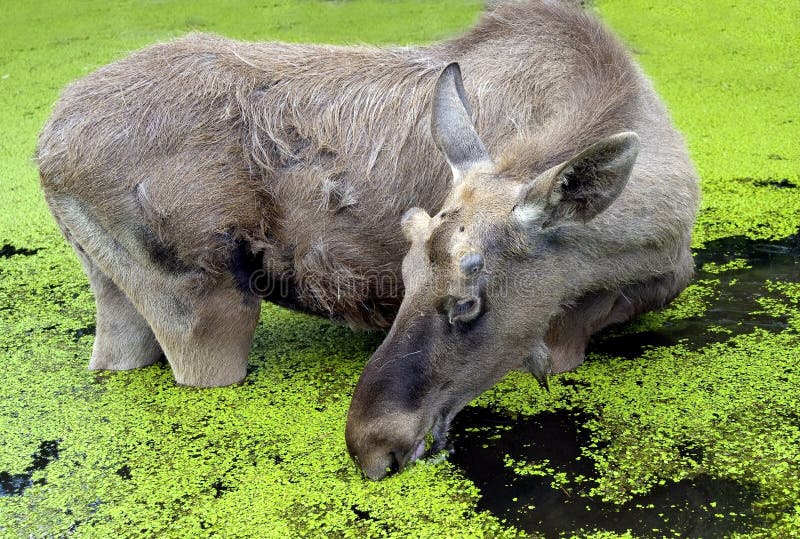 Elk 3 stock image. Image of species, zoology, ecology - 25625439