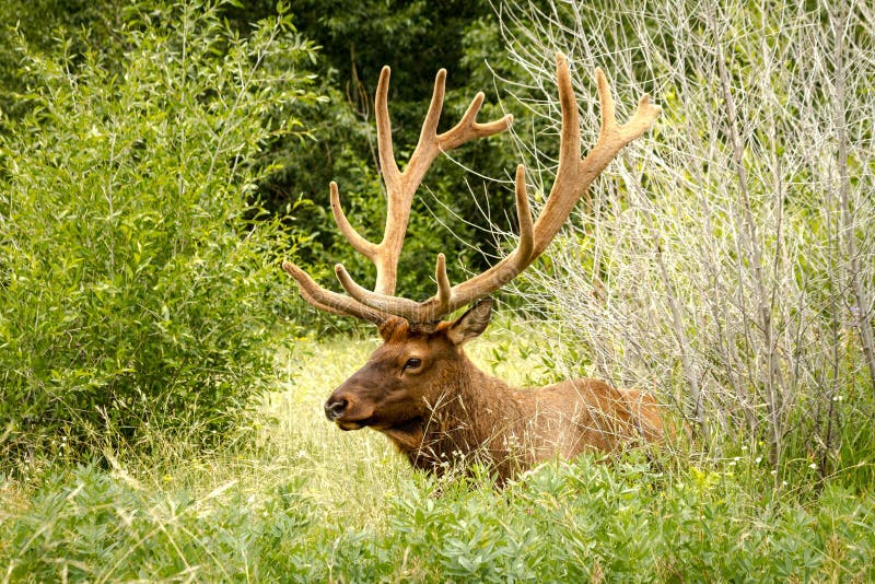 Bull Elk in Summer Velvet Antlers, Yellowstone. Stock Image - Image of ...