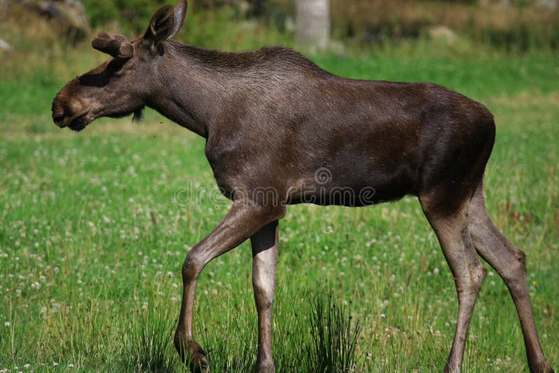 Elk stock image. Image of moose, scandinavia, sweden, mammal - 6018653