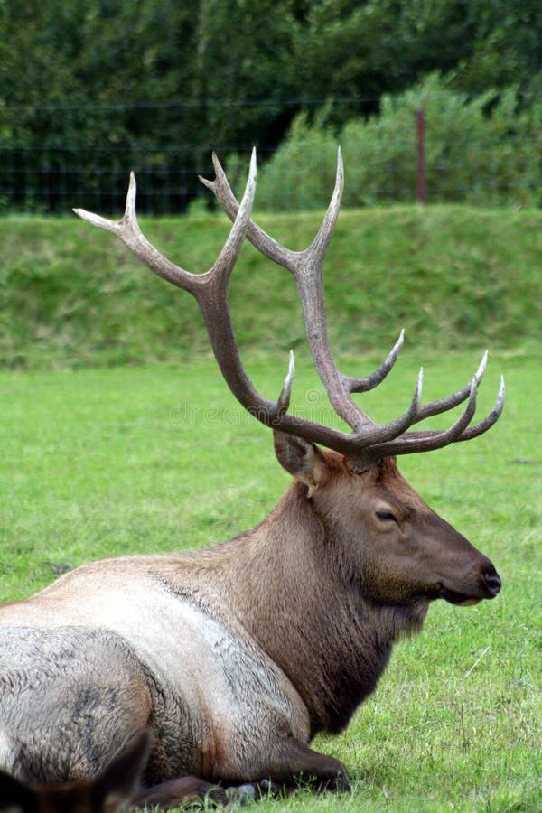 Elk stock image. Image of proud, stag, dominate, profile - 9223499