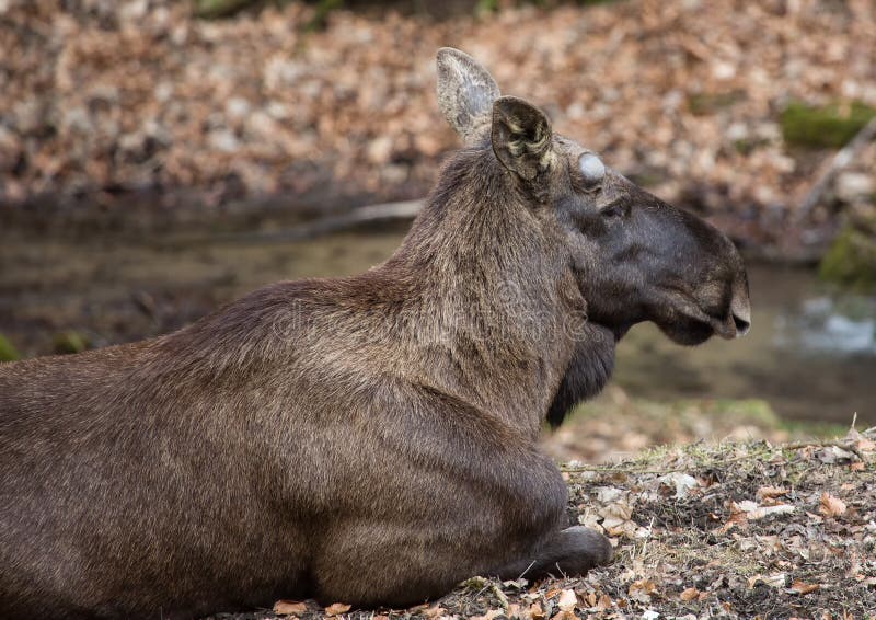 An Elk Alces Alces at a German Deer Park in Summer Stock Photo - Image ...