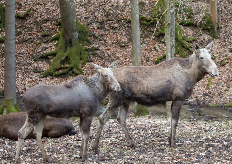 An Elk (alces Alces) at a German Deer Park in Summer Stock Photo ...