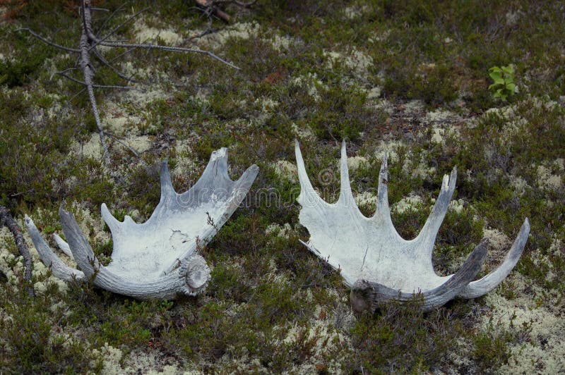 Pile of antlers stock photo. Image of america, montana - 15992912
