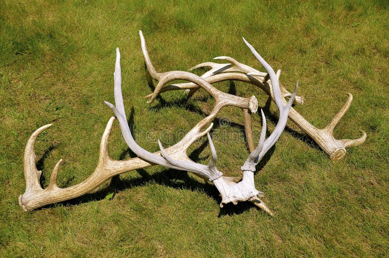 Elk antlers stock image. Image of spikes, entrance, elks - 18638163
