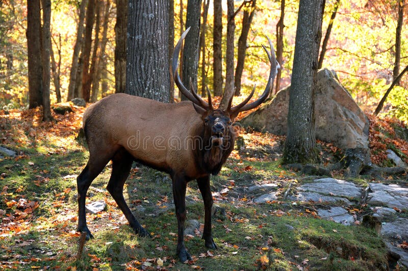 The stag stock photo. Image of tree, mammal, pelt, deer - 401104