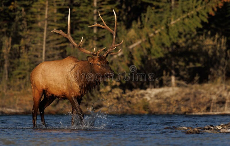 Elk in Banff National Park in the Fall Stock Image - Image of foliage ...