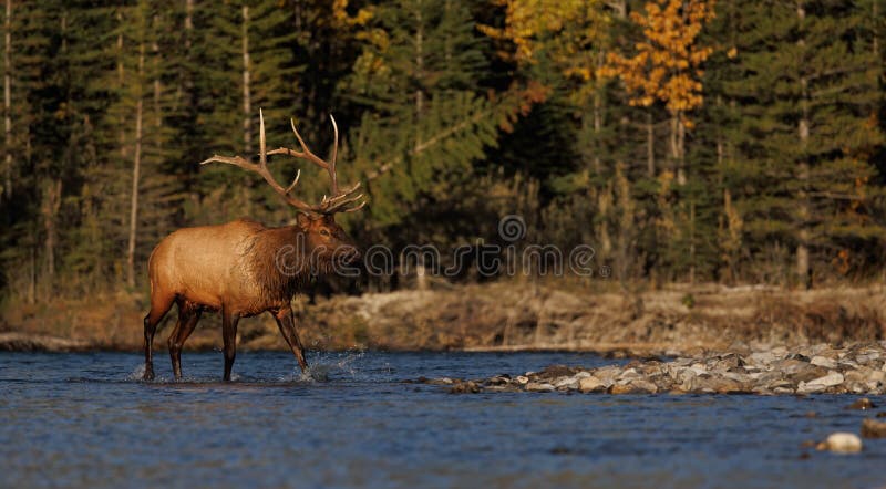 Elk in Banff National Park in the Fall Stock Photo - Image of water ...