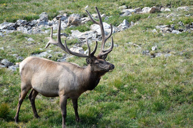 Elk stock photo. Image of unique, colors, nature, eastern - 130093676