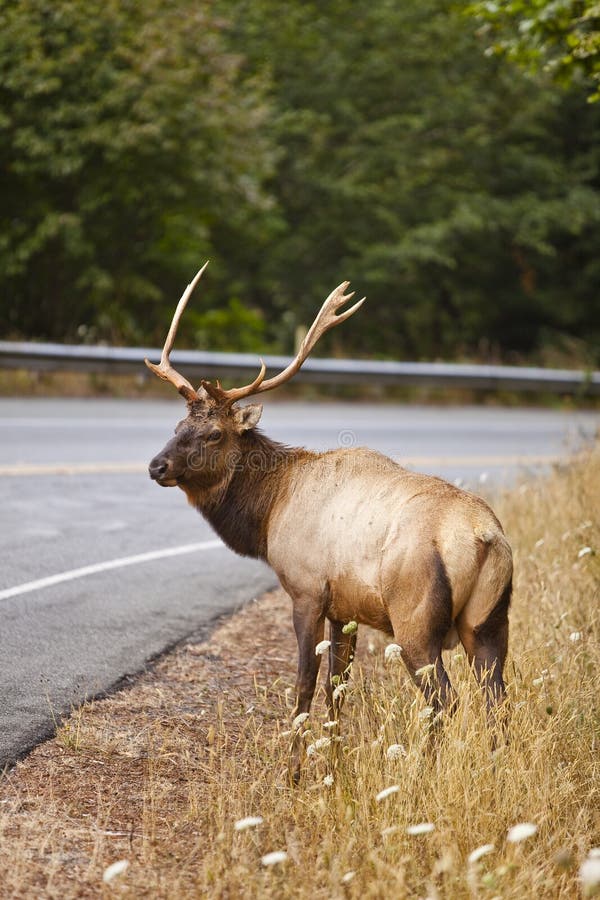 Elk Buck stock image. Image of grass, power, road, crossing - 11834025