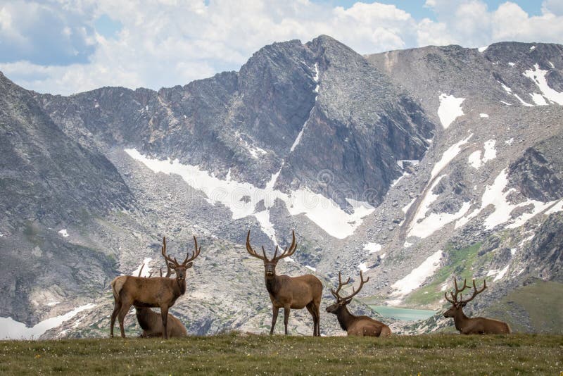 Elk Rack Outdoors Mountains Buck Points Sky Standing Stock Photos ...
