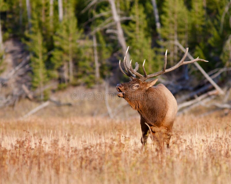 Elk Bugling stock image. Image of wild, game, velvet - 16442761
