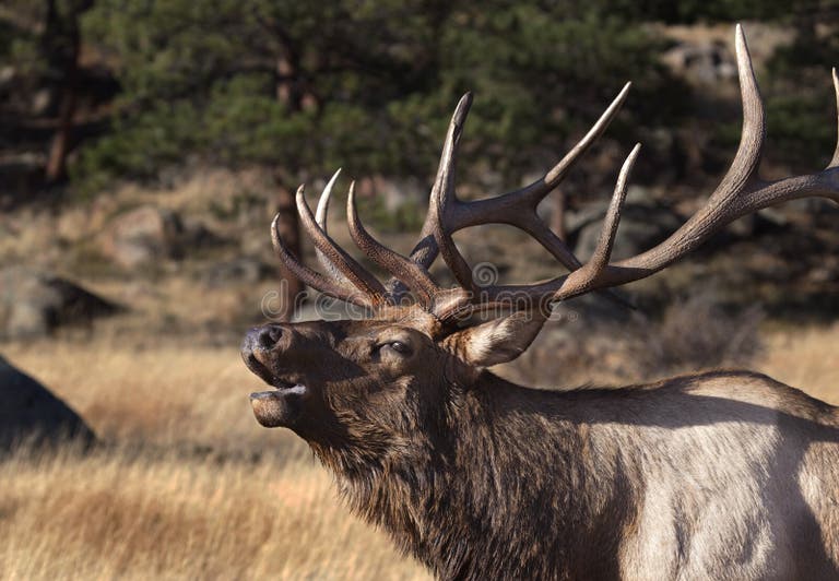 Elk Bugling stock photo. Image of mountain, rocky, cervus - 16476308