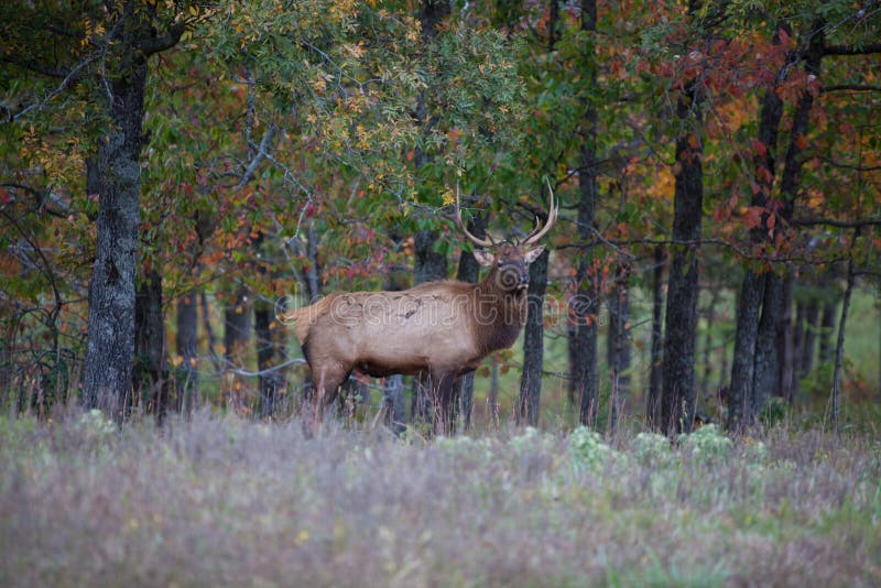 Elk stock photo. Image of land, bull, lakes, captured - 40330298