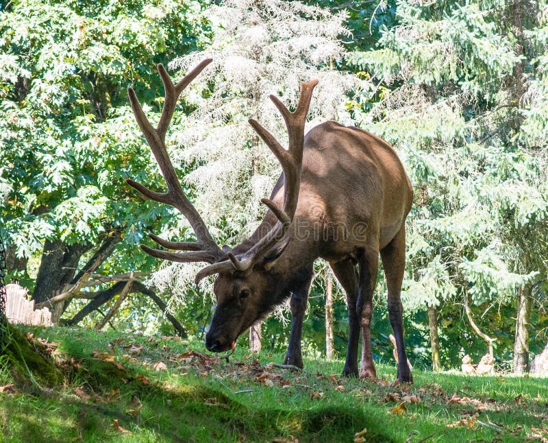 Elk stock photo. Image of nature, aggression, game, large - 75110342
