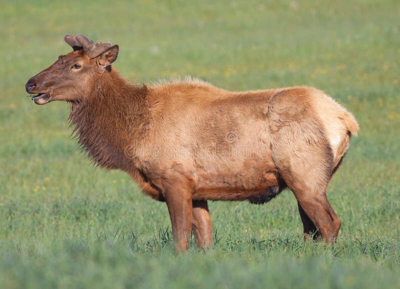 Elk, side view in field stock image. Image of antlers - 104929301