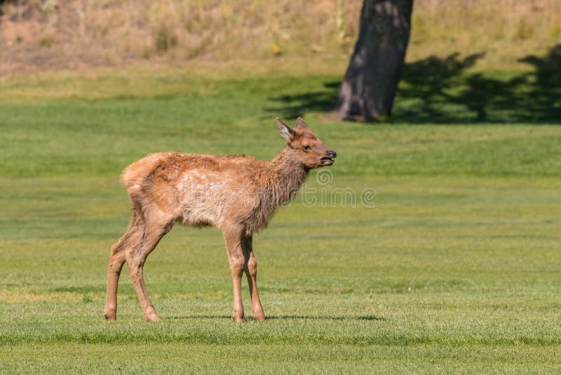 Cute Elk Calf stock image. Image of game, animal, young - 12245697