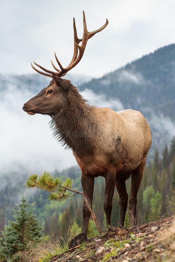 Elk of the Colorado Rocky Mountains Stock Photo - Image of large ...