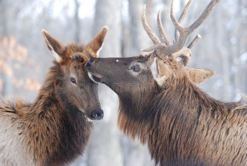 Two Elk with Mature Antlers Stock Photo - Image of beast, pixart: 433682
