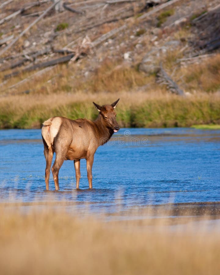Elk cow stock photo. Image of game, calf, deer, bull - 16382916