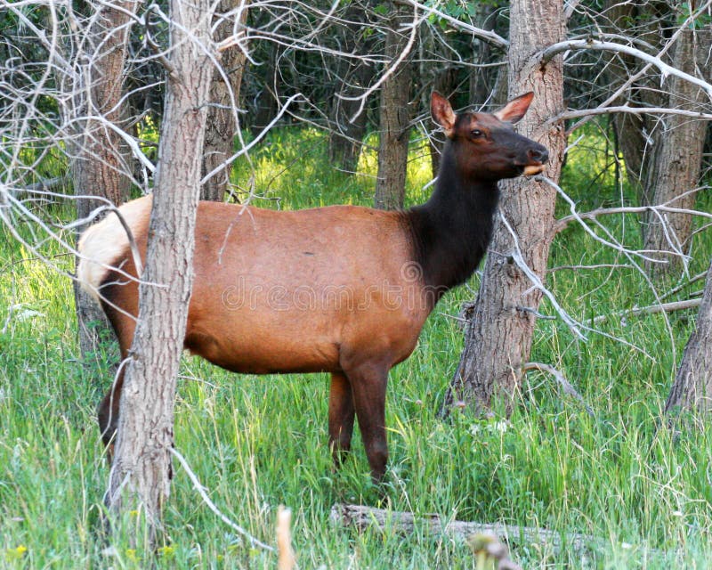 An Elk Cow stock image. Image of bark, nature, body, ears - 5697065