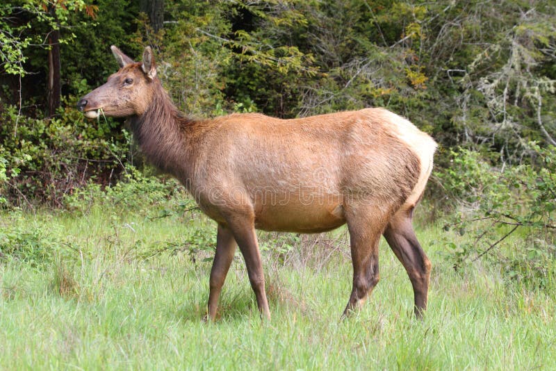 Elk Cow stock image. Image of spring, grass, wildlife - 34307149